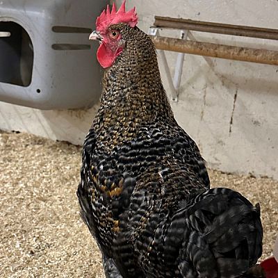 Des Moines, IA - Chicken. Meet George a Pet for Adoption - AdoptaPet.com