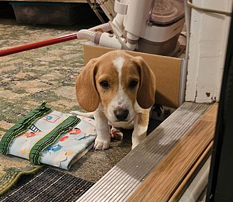 Milton, GA - Beagle. Meet Declan a Pet for Adoption - AdoptaPet.com