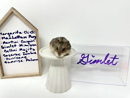 Camarillo, CA - Hamster. Meet Gimlet a Pet for Adoption - AdoptaPet.com