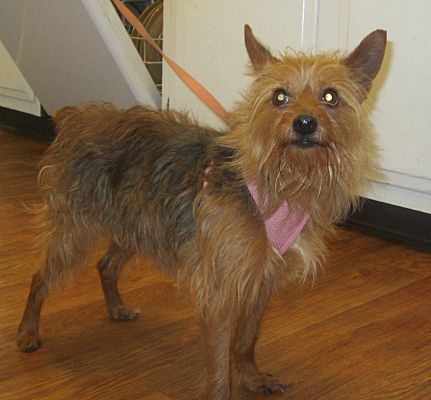 Fowlerville, MI - Yorkie, Yorkshire Terrier/Terrier (Unknown Type ...