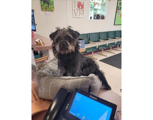 Springfield, IL - Brussels Griffon. Meet BEN a Pet for Adoption ...