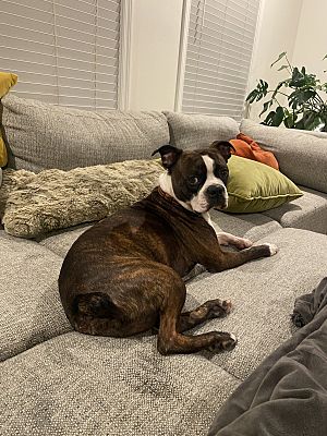 Mableton, GA - Boston Terrier. Meet Miso a Pet for Adoption - AdoptaPet.com