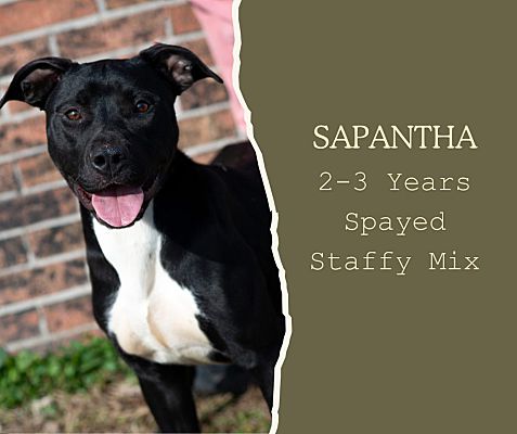 Junction City, KS - American Pit Bull Terrier. Meet Sapantha a Pet for ...