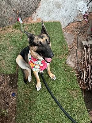 Fulton, CA - German Shepherd Dog. Meet Sasha a Pet for Adoption ...