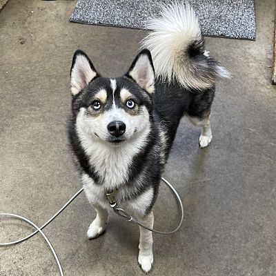Cadiz, OH - Pomsky. Meet ACE a Pet for Adoption - AdoptaPet.com