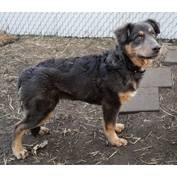 Rochester, MN - Australian Shepherd. Meet Carter a Pet for Adoption ...