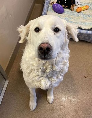 Edmonton, AB - Great Pyrenees. Meet Lennox a Pet for Adoption ...