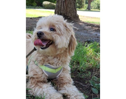 Los Angeles, CA - Yorkie Poo. Meet Hercules a Pet for Adoption ...