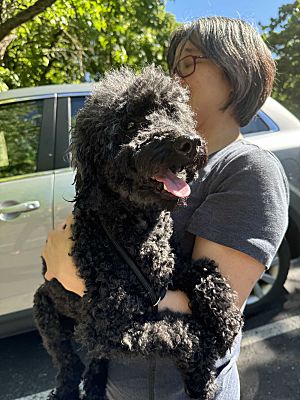 Renton, WA - Poodle (Miniature). Meet Clint a Pet for Adoption ...