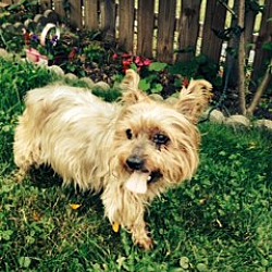 Radford, VA - Yorkie, Yorkshire Terrier. Meet Rusty a Pet for Adoption ...