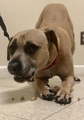 Fall River, MA - Boxer/Mixed Breed (Medium). Meet Remy a Pet for ...