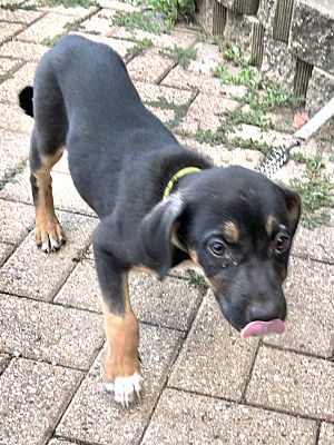West Chicago, IL - Rottweiler/Labrador Retriever. Meet Camey a Pet for ...