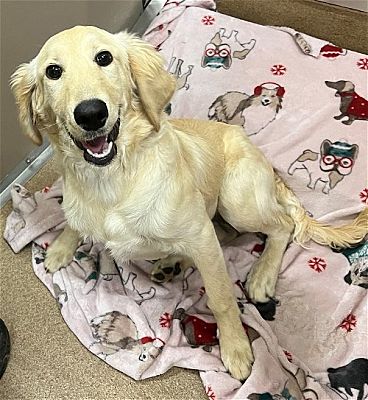 McKinney, TX - Golden Retriever. Meet Lyric a Pet for Adoption ...