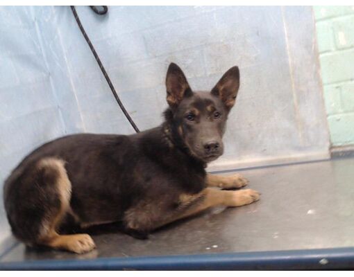 Gardena, CA - German Shepherd Dog. Meet MEISHA a Pet for Adoption ...