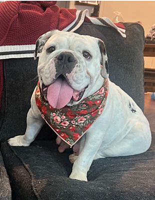 Woodbridge, NJ - English Bulldog. Meet Panguini a Pet for Adoption ...