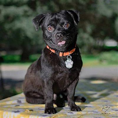 Hartford, CT - Pug/Terrier (Unknown Type, Medium). Meet Radar a Pet for ...