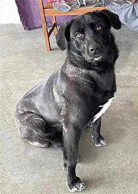 Genesee Depot, WI - Labrador Retriever/Norwegian Elkhound. Meet ...