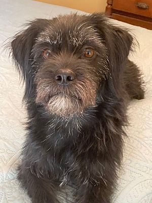 Bedminster, NJ - Brussels Griffon/Wirehaired Fox Terrier. Meet Risa a ...