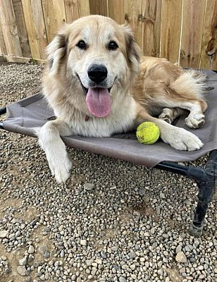 Oxford, MI - Great Pyrenees/Golden Retriever. Meet super “Nova” a Pet ...