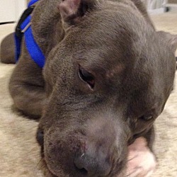 Villa Park, IL - Staffordshire Bull Terrier/Pit Bull Terrier. Meet ...