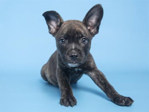 Phoenix, AZ - German Shepherd Dog/French Bulldog. Meet SONNY BABY a Pet ...