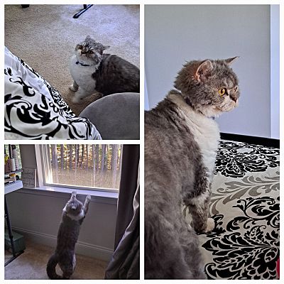 Raleigh, NC - Selkirk Rex. Meet Selkie a Pet for Adoption - AdoptaPet.com