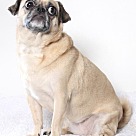 Pug Puppies - Pug Rescue and Adoption Near You