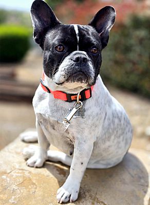 Escondido, CA - French Bulldog. Meet Frida a Pet for Adoption ...