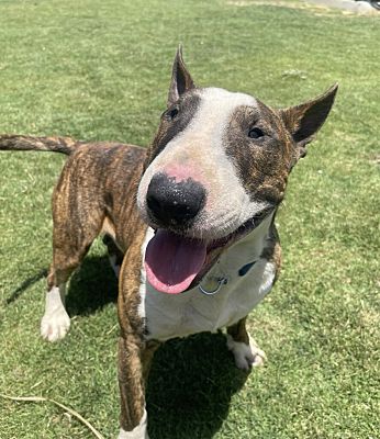 Palm Desert, CA - Bull Terrier. Meet Comet a Pet for Adoption ...