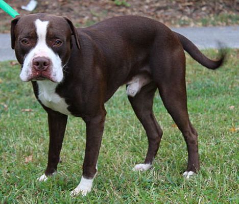 Prattville, AL - Pit Bull Terrier. Meet Stefan 40296 a Pet for Adoption ...