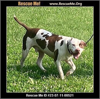 Benton, PA - Pit Bull Terrier. Meet Bentley a Pet for Adoption ...