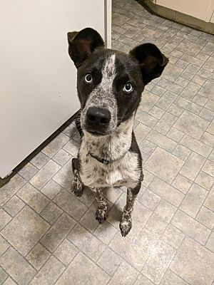 Rochester, NY - Husky/German Shorthaired Pointer. Meet Beau a Pet for ...