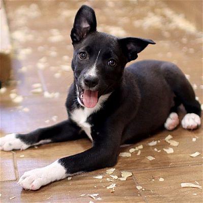 New City transport, NY - Boston Terrier/Border Collie. Meet Ebby a Pet ...
