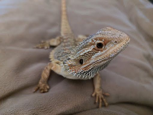 Vista, CA - Lizard. Meet Anzac a Pet for Adoption - AdoptaPet.com