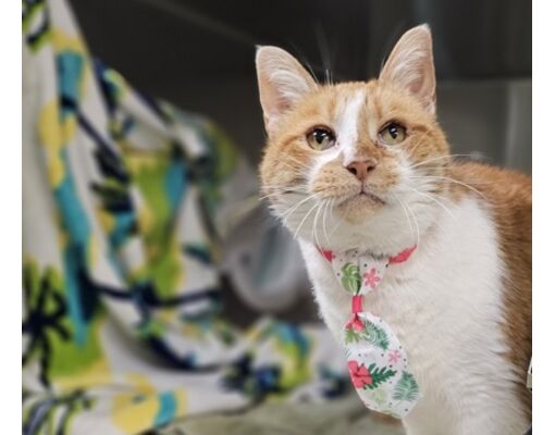 Hamilton, OH - Domestic Shorthair/Mixed Breed (Medium). Meet Charlie ...