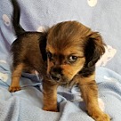 Cocker Spaniel Puppies - Rescue and Adoption Near You