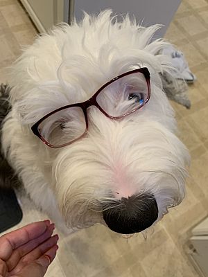 Ormond Beach, FL - Old English Sheepdog. Meet Charlie a Pet for ...