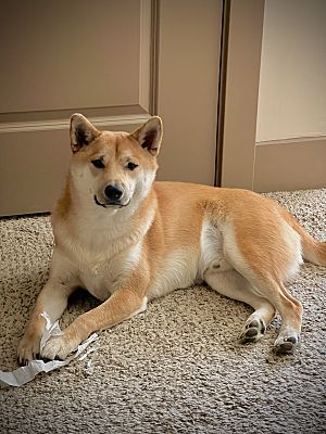 Mason, OH - Shiba Inu. Meet Duke a Pet for Adoption - AdoptaPet.com