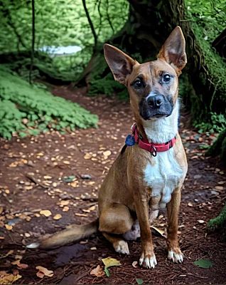 Macon, GA - Hound (Unknown Type)/Mixed Breed (Medium). Meet Java a Pet ...