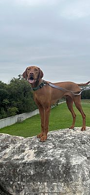 Austin, TX - Vizsla. Meet Gustavo a Pet for Adoption - AdoptaPet.com