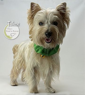 Benton, LA - Silky Terrier. Meet Tahoe a Pet for Adoption - AdoptaPet.com