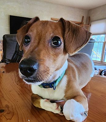Hartford, CT - Dachshund. Meet RichieRich a Pet for Adoption ...