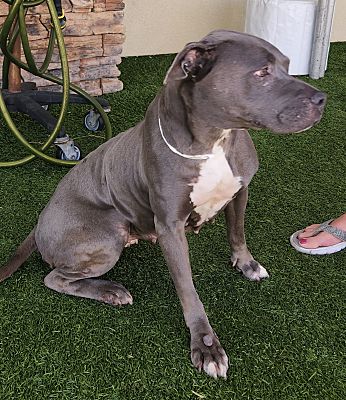 Las Vegas, NV - Pit Bull Terrier/Mixed Breed (Medium). Meet Gabbana a ...
