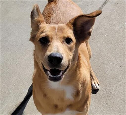 Canfield, OH - Carolina Dog. Meet EEVEE a Pet for Adoption - AdoptaPet.com
