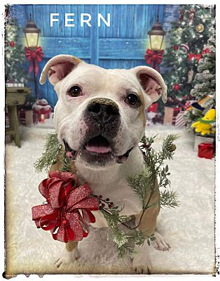 Flint, MI - Bulldog/Mixed Breed (Medium). Meet FERN a Pet for Adoption ...