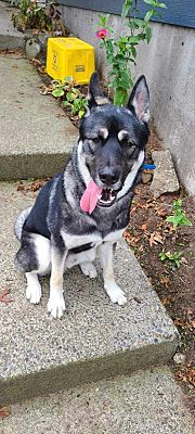 Portland, OR - Husky. Meet John Stamos a Pet for Adoption - AdoptaPet.com
