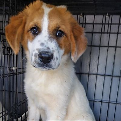 Cincinnati, OH - Great Pyrenees/Australian Cattle Dog. Meet Sophia JuM ...