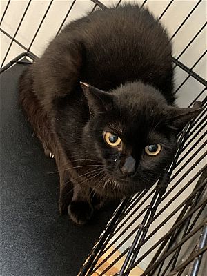 Hudson, NY - Domestic Shorthair. Meet Fia - Barn Cat a Pet for Adoption ...