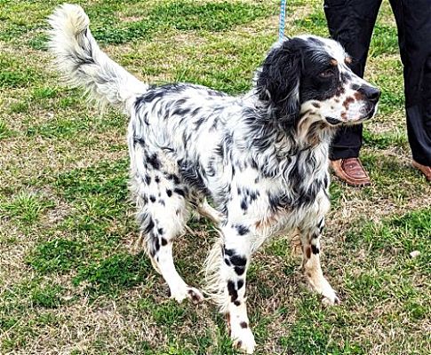 Allentown, PA - English Setter. Meet UNCLE JOE a Pet for Adoption ...