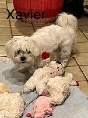 Pipe Creek, TX - Maltese. Meet Xavier a Pet for Adoption - AdoptaPet.com